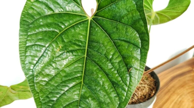 33 Beautiful Varieties of Anthurium