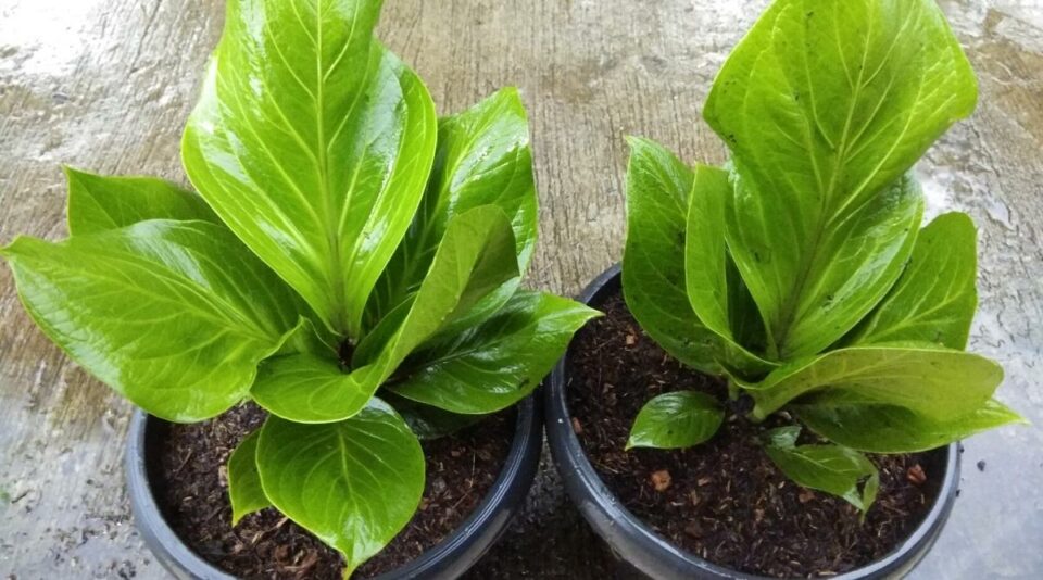 33 Beautiful Varieties of Anthurium