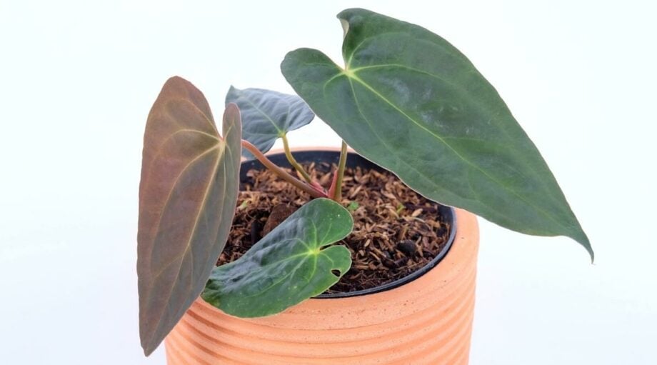 33 Beautiful Varieties of Anthurium – Nature's Gateway