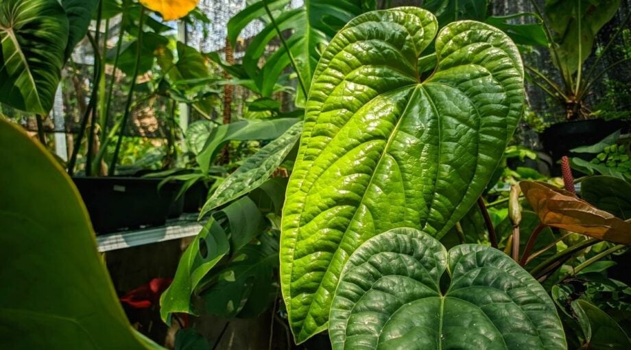 33 Beautiful Varieties of Anthurium