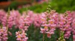 How to Plant, Grow, and Care for Snapdragons