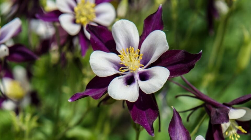 21 Flowering Perennials for Tennessee Gardens