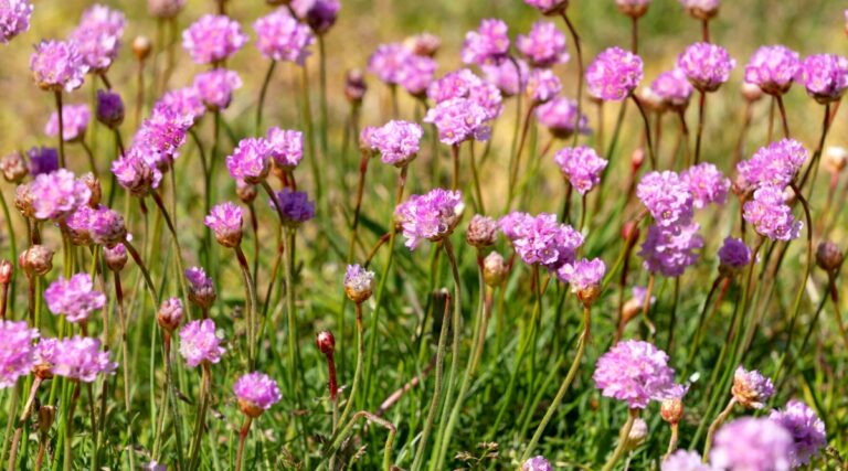 11 Themed Gardens Kids Will Love