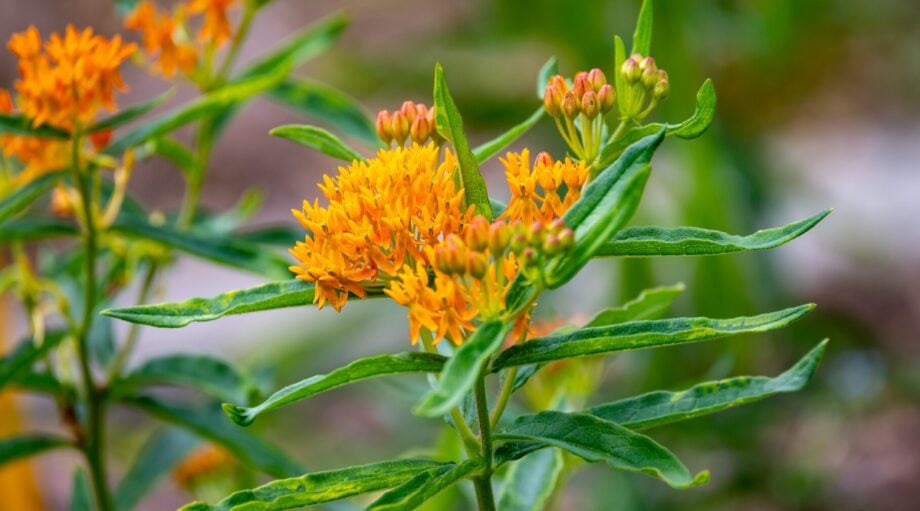 31 Recommended Native Plants for The Northeast