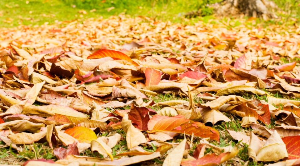 11 Ways to Give Your Fall Leaves a Second Life