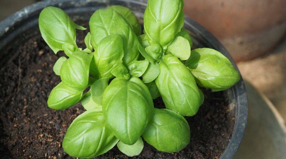 21 Plants You Should Bring in for Winter