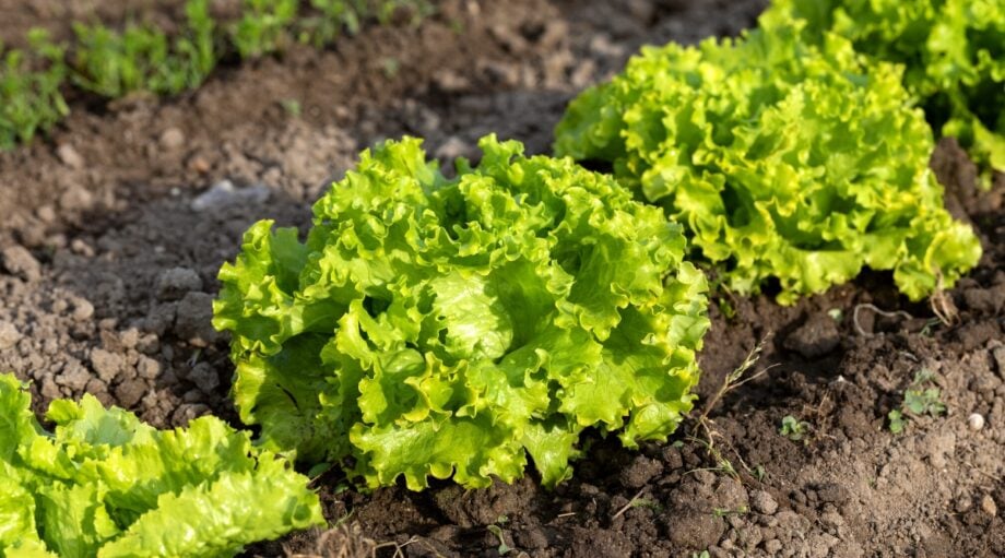 How to Grow Delicious Lettuce From Seed in Your Home Garden