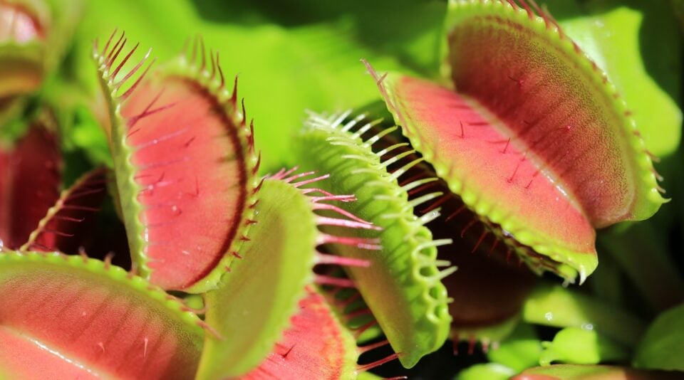 How to Plant, Grow, and Care for Venus Flytrap