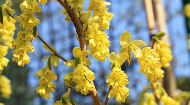 31 Plants That Provide Beautiful Winter Interest