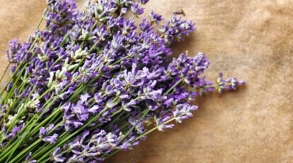 How To Dry Flowers: 7 Methods for Beautiful Dried Blooms