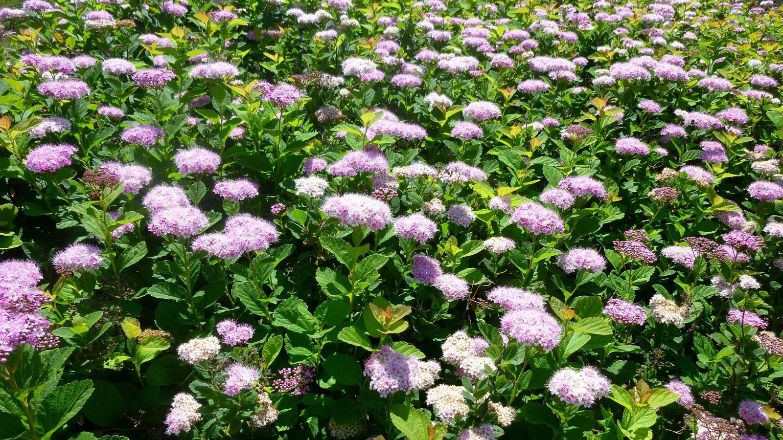 31 Beautiful Spirea Varieties For Your Landscape