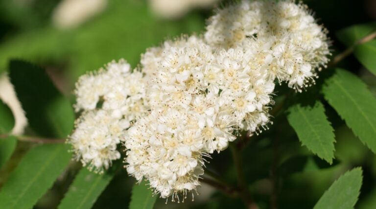 31 Beautiful Spirea Varieties For Your Landscape