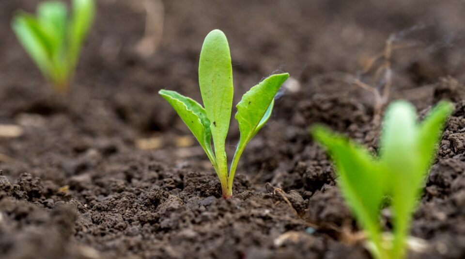 How To Thin Seedlings for A Productive Garden