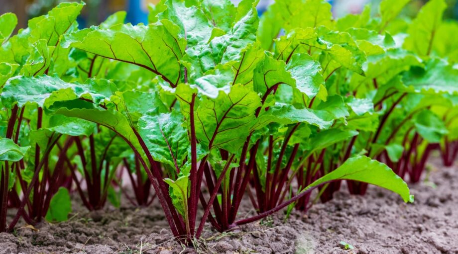 11 Crops You Can Still Plant in October