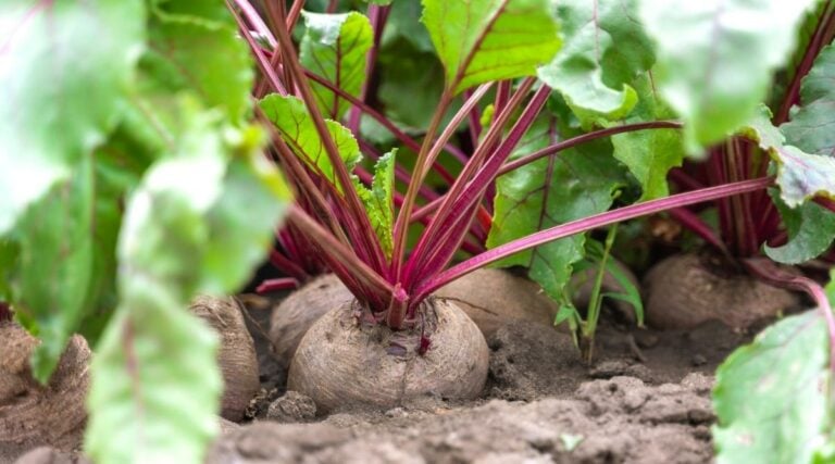 15 Cold-Season Vegetables That Get Sweeter After a Frost