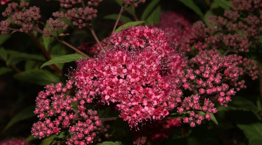 31 Beautiful Spirea Varieties For Your Landscape