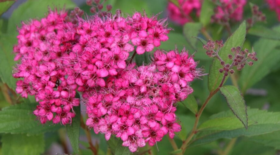 31 Beautiful Spirea Varieties For Your Landscape