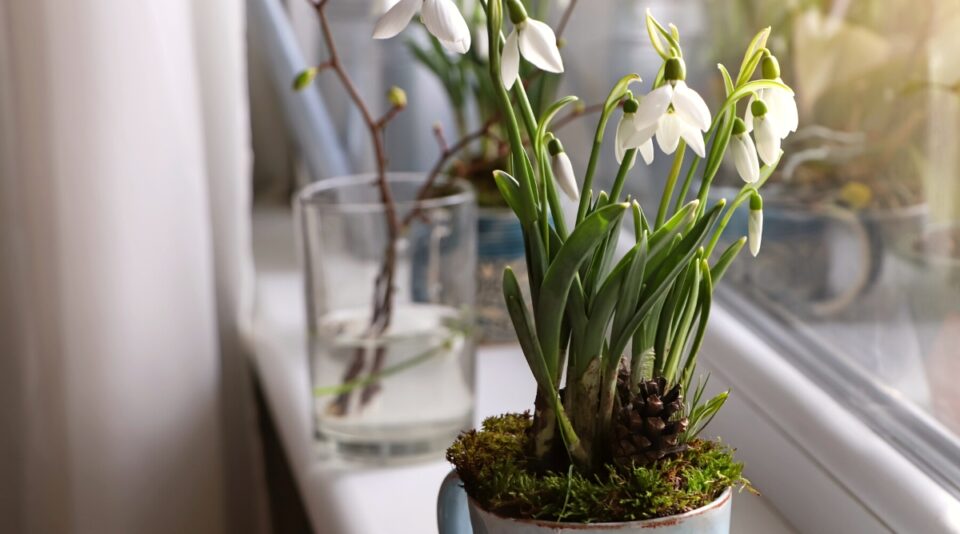 27 Best Houseplants To Brighten Your Home Through The Winter