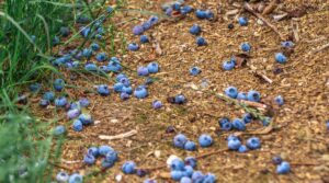 How to Prepare Blueberries for Winter in 7 Easy Steps