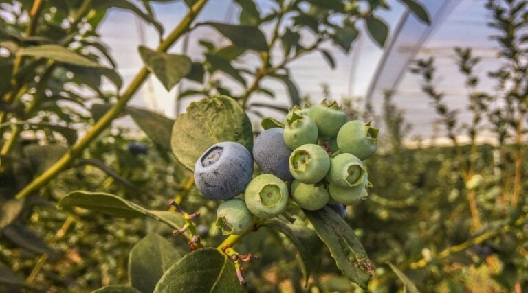 How to Prepare Blueberries for Winter in 7 Easy Steps
