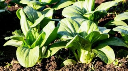 15 Cold-Season Vegetables That Get Sweeter After a Frost