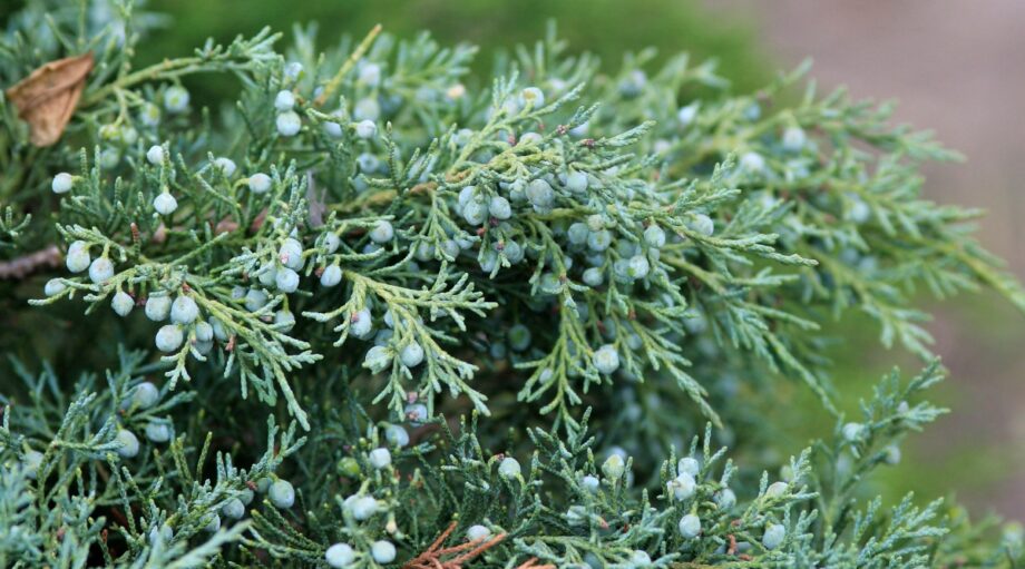 21 Trees With Ornamental Bark For Winter Interest
