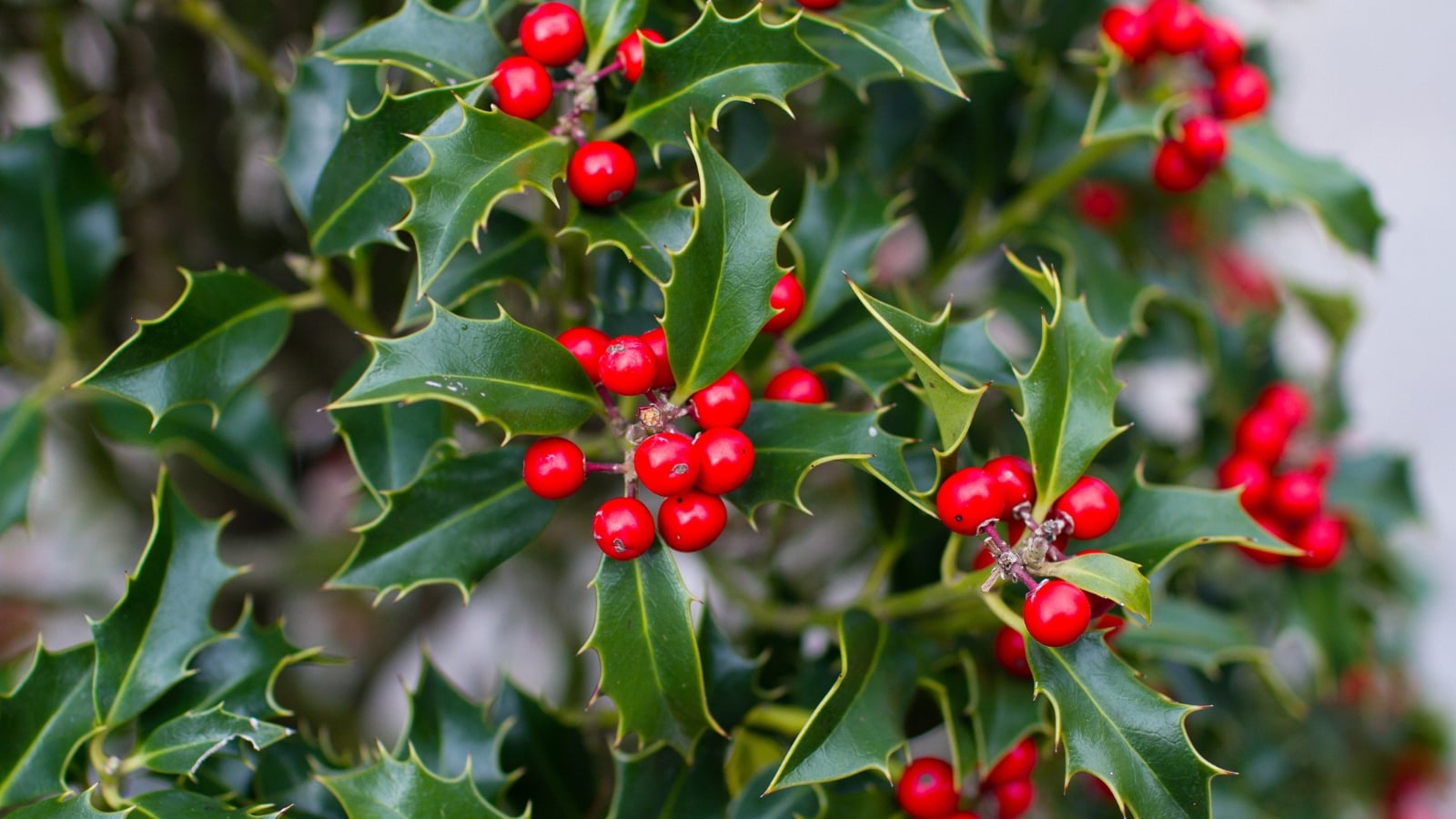 31 Beautiful Plants to Gift and Receive This Holiday Season