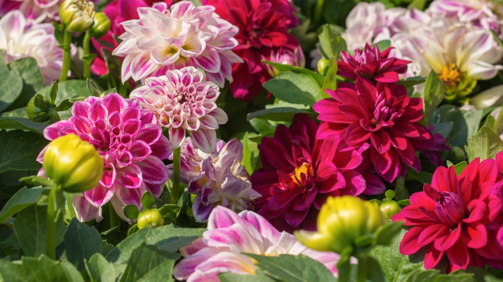 Can You Leave Dahlias In the Ground Over the Winter?