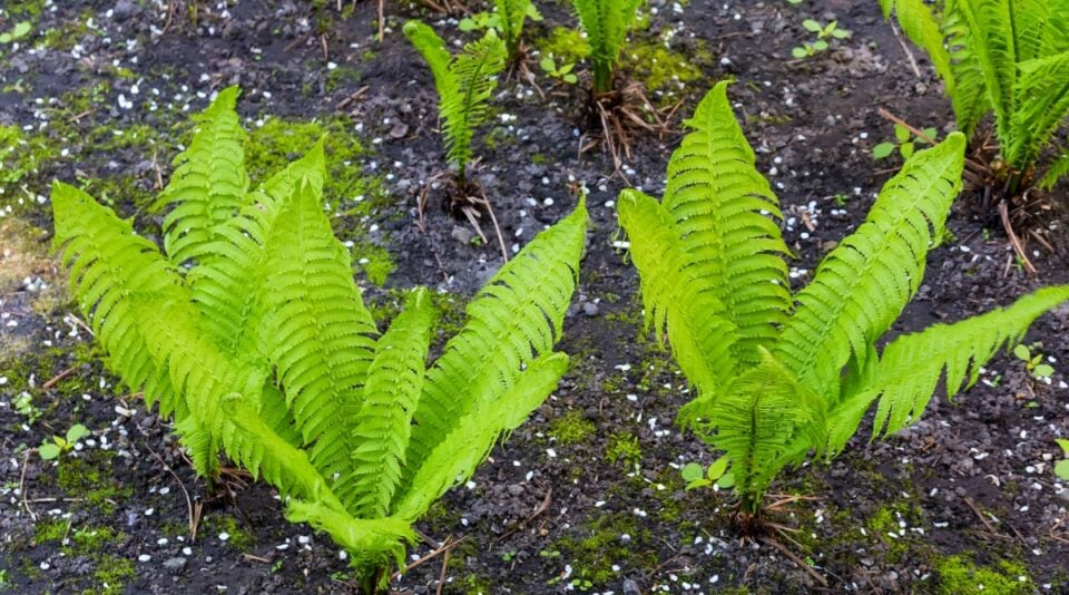 How to Plant, Grow, and Care for Lady Ferns