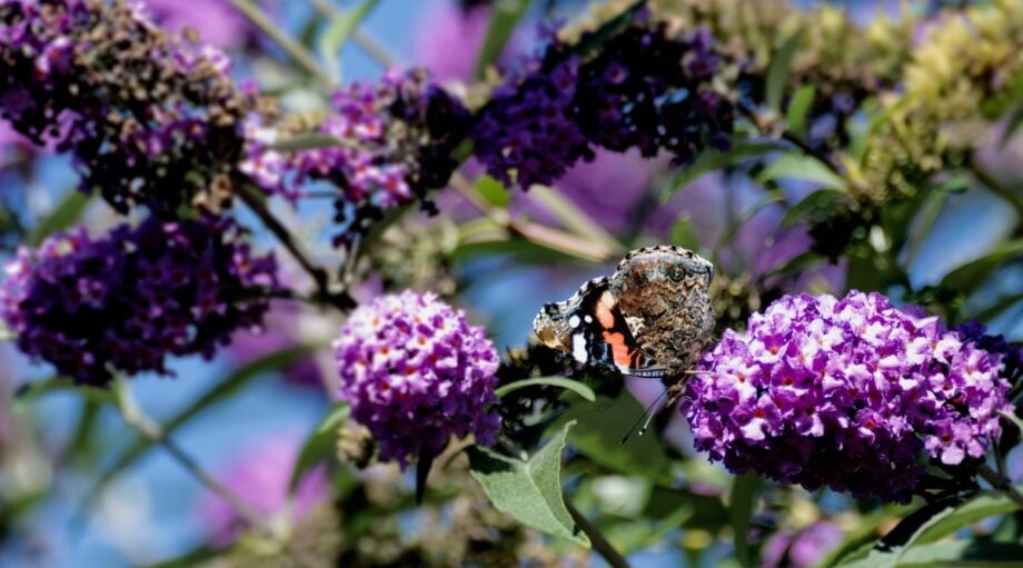 28 Invasive Plants to Avoid in the Pacific Northwest
