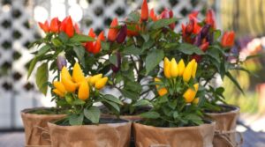 27 Plants for Gorgeous Fall Containers