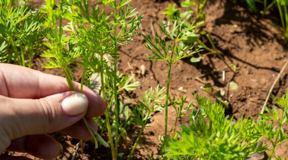 How To Thin Seedlings for A Productive Garden