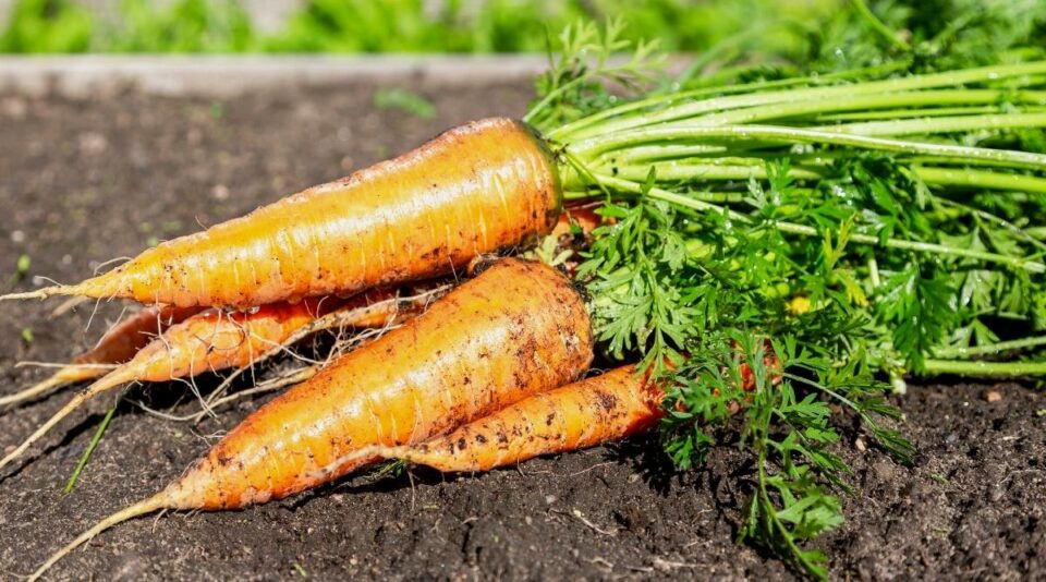 15 Cold-Season Vegetables That Get Sweeter After a Frost