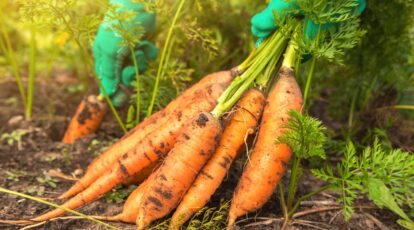 17 Crops to Plant in November