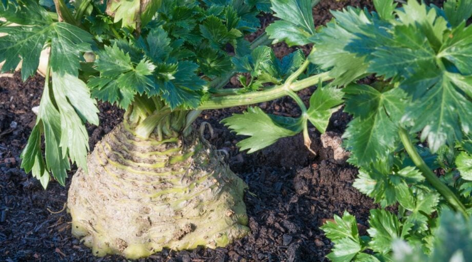 27 Unusual and Rare Vegetables to Grow This Season