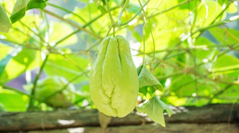 27 Unusual and Rare Vegetables to Grow This Season