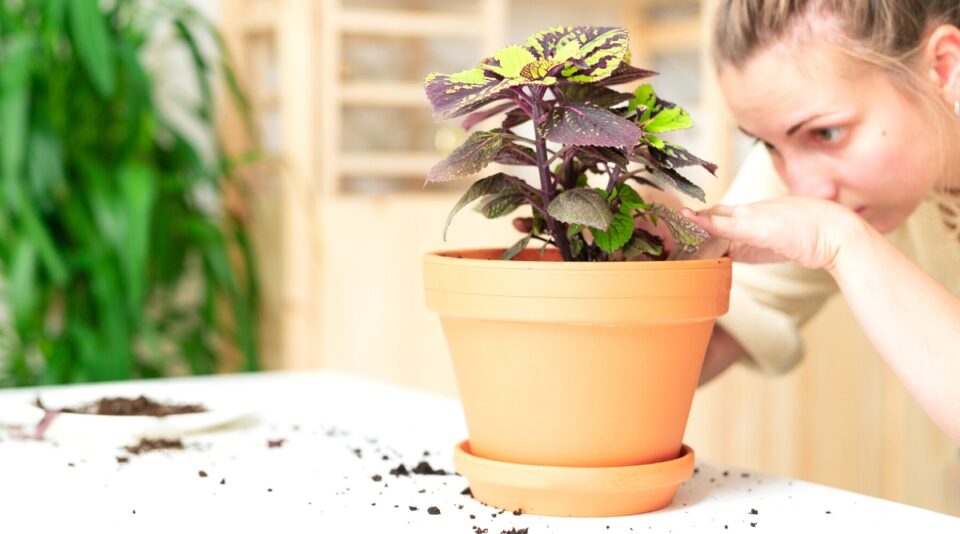 How to Overwinter Coleus Plants – Nature's Gateway
