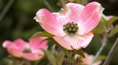 21 Dogwood Tree Varieties for Your Garden