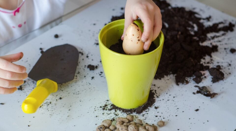 17 Plants Kids Love To Grow From Seed