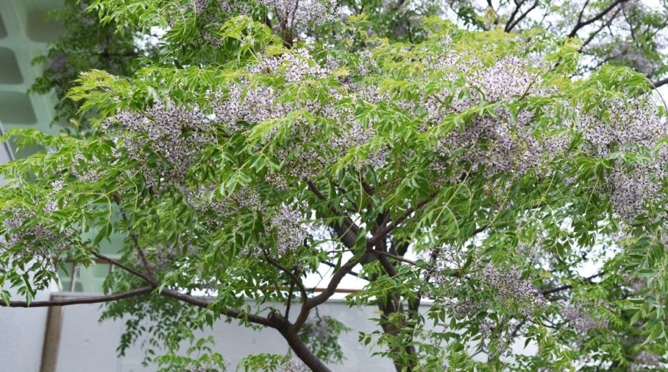 28 Invasive Plants to Avoid in The Southeast!