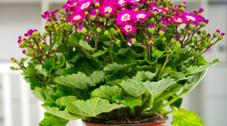 27 Best Houseplants To Brighten Your Home Through The Winter