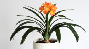 27 Best Houseplants To Brighten Your Home Through The Winter