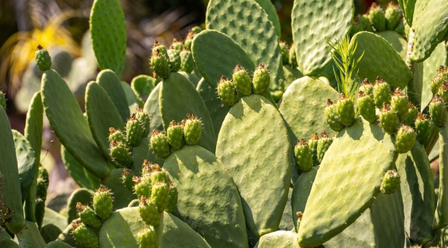27 Unusual and Rare Vegetables to Grow This Season