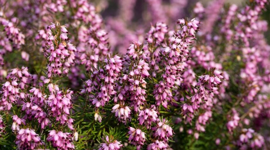 37 Seeds That Require Cold Stratification To Germinate