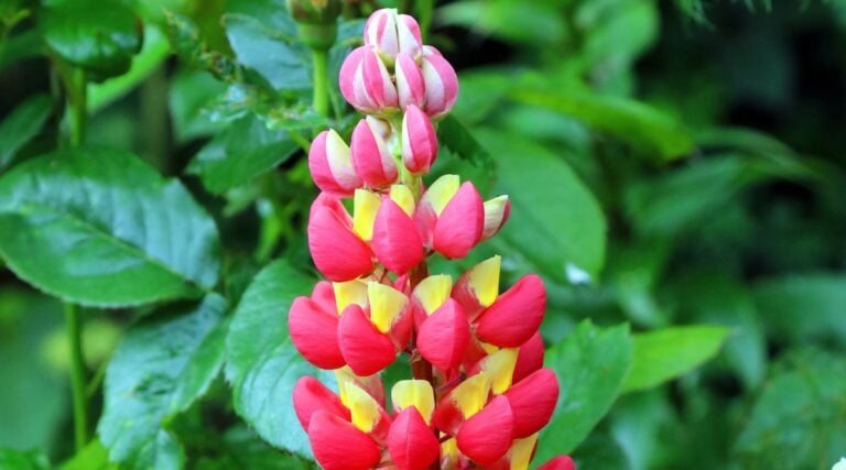 11 Beautiful Lupine Varieties for Your Garden