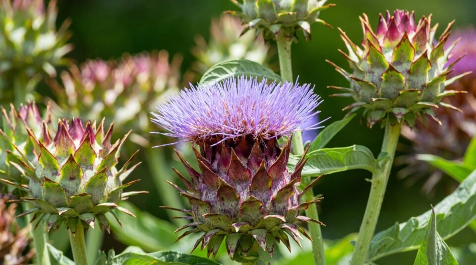 27 Unusual and Rare Vegetables to Grow This Season