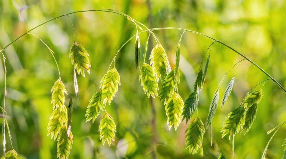 31 Plants That Provide Beautiful Winter Interest