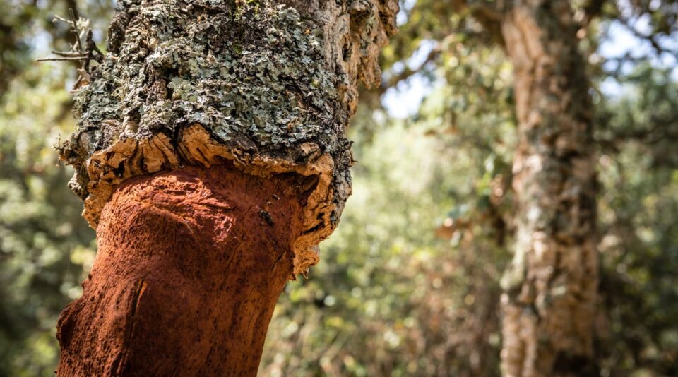 21 Trees With Ornamental Bark For Winter Interest