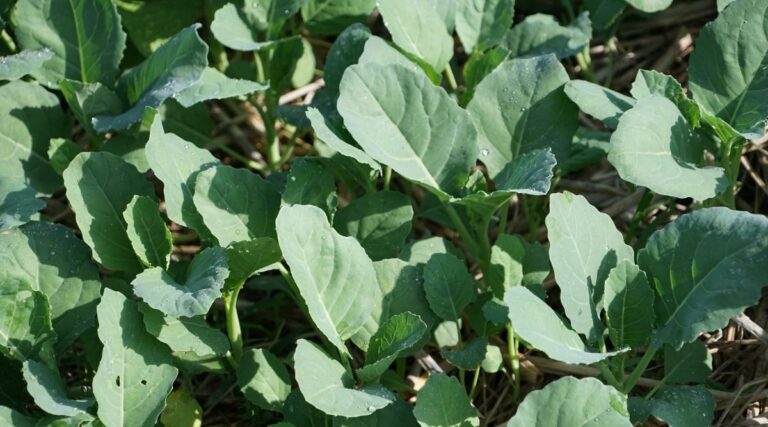 15 Cold-Season Vegetables That Get Sweeter After a Frost