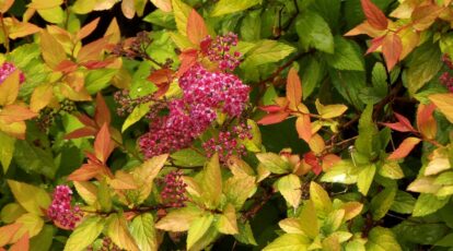 31 Beautiful Spirea Varieties For Your Landscape